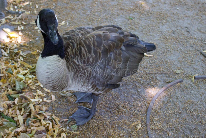 Duck stock photo. Image of animals, graceful, ducks, feathers - 59490202