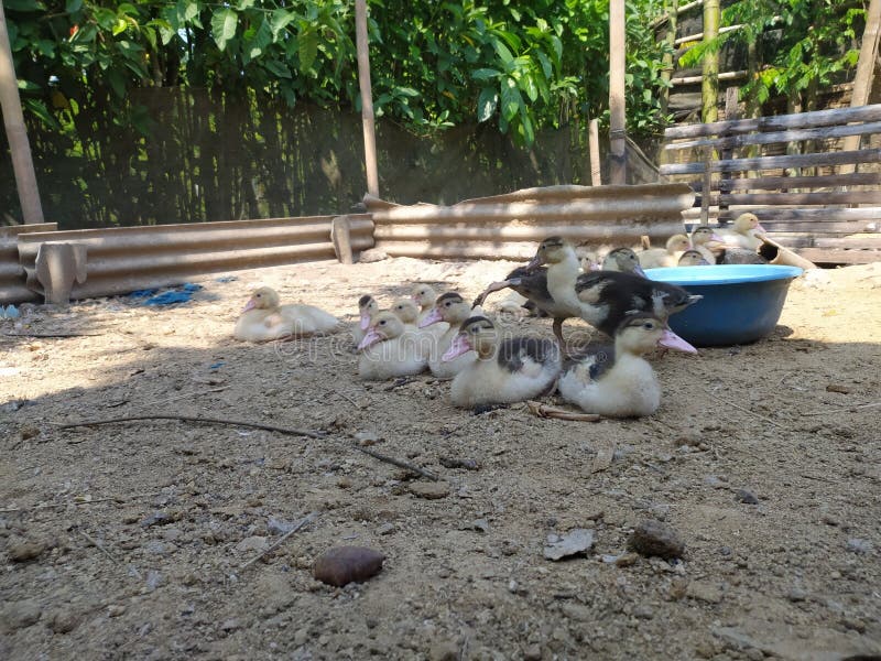 Duck Kits Stock Photos - Free & Royalty-Free Stock Photos from Dreamstime