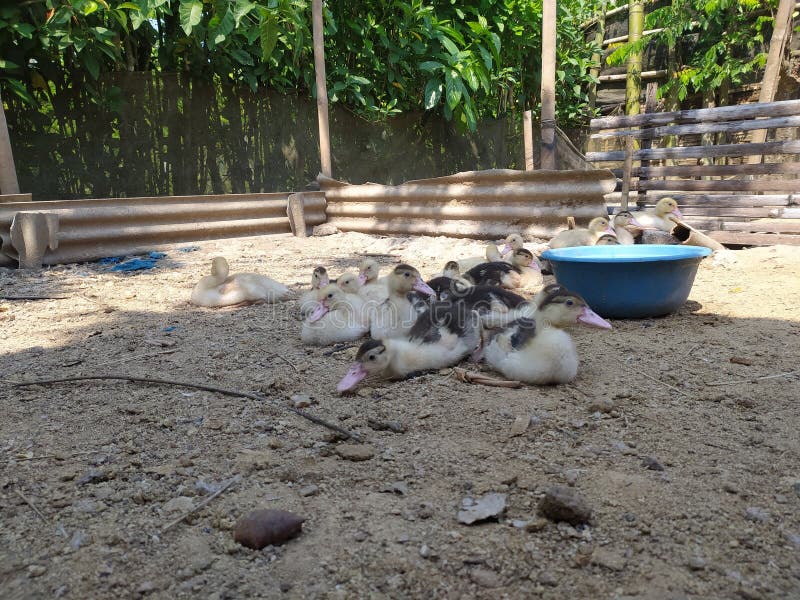 Duck kits and Poultry stock image. Image of duck, kits - 288692303