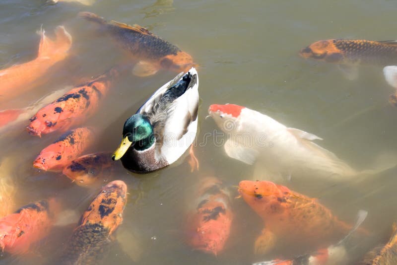 Duck among koi fish stock photo. Image of animal, beautiful - 26935002