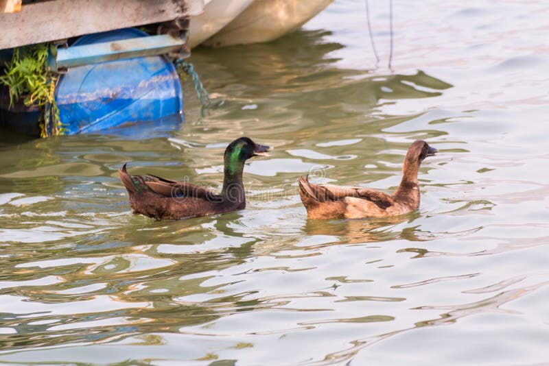 Duck in lagoon stock photo. Image of ecosystem, isolated - 82749004