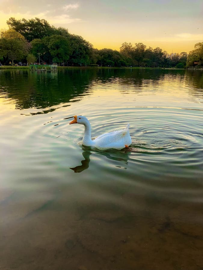 Duck in a lake stock photo. Image of nature, duck, beautiful - 153816768