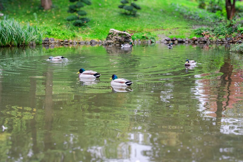 Duck on the lake stock photo. Image of tallinn, rime - 61824236