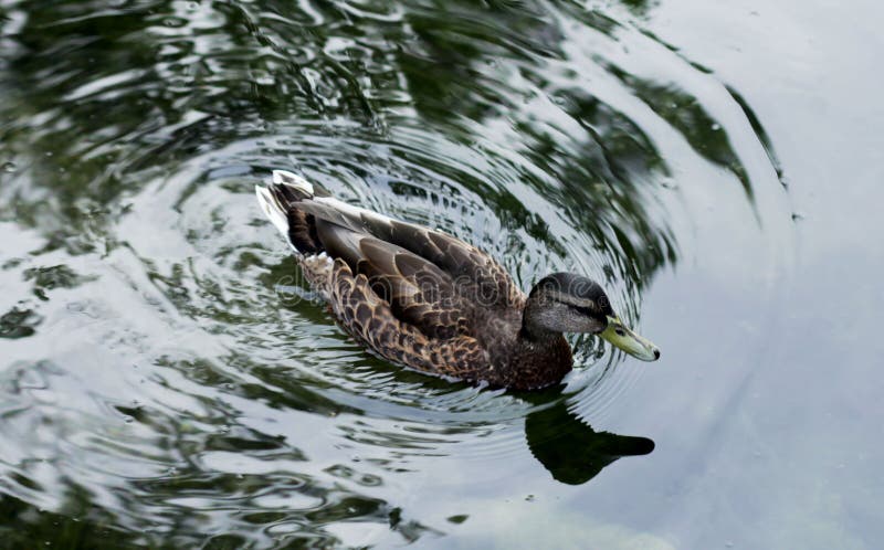 Duck on the lake stock photo. Image of dack, trees, nature - 147987338