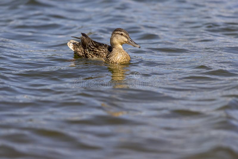 Large Number of Ducks are Fed on the Lake Stock Image - Image of summer ...