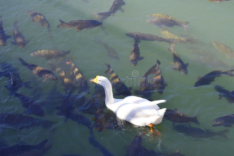 Duck Lake Fish with Duck Swimming Stock Photo - Image of fish, swimming ...