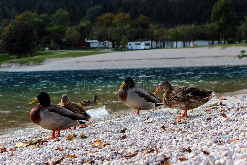 Duck stock image. Image of animal, bird, landscape, white - 45699013
