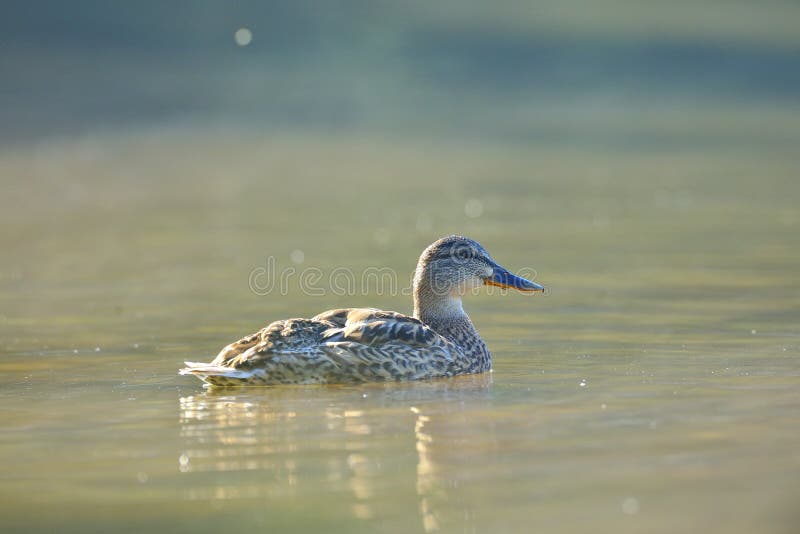 Duck stock photo. Image of beauty, ducky, spring, life - 34608464