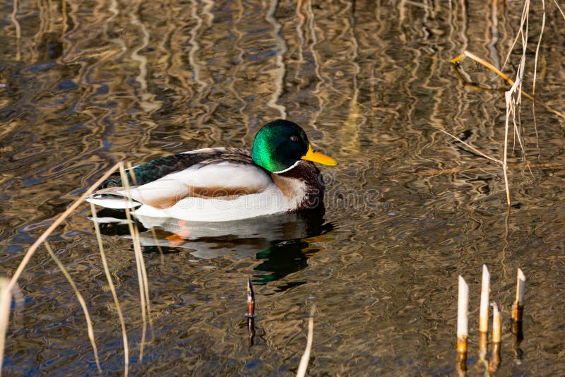 Duck on lake stock photo. Image of feather, anas, outdoor - 81597848