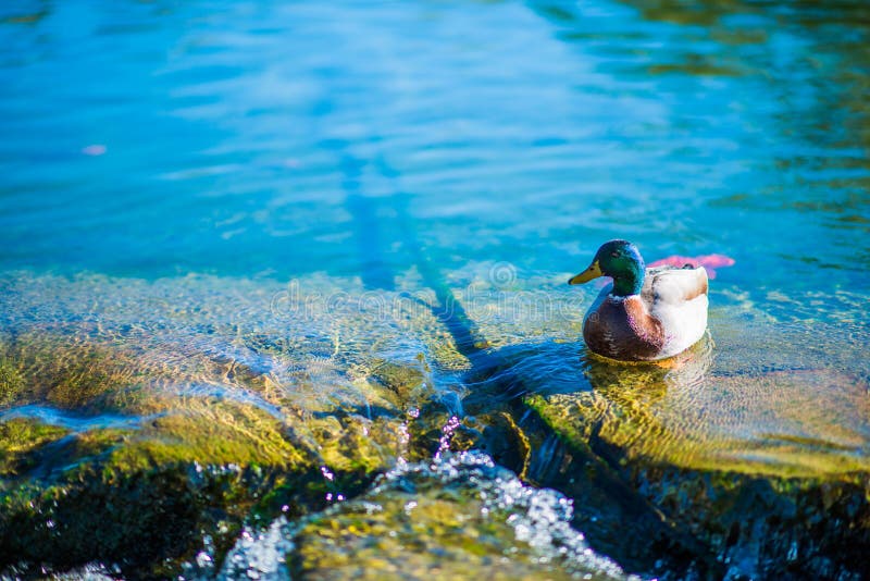 Duck on the Lake stock image. Image of closeup, wild - 48910509