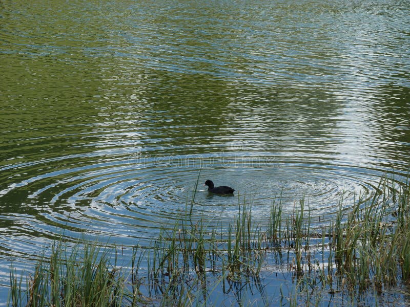 Duck in the lake stock image. Image of little, fish, green - 64483623