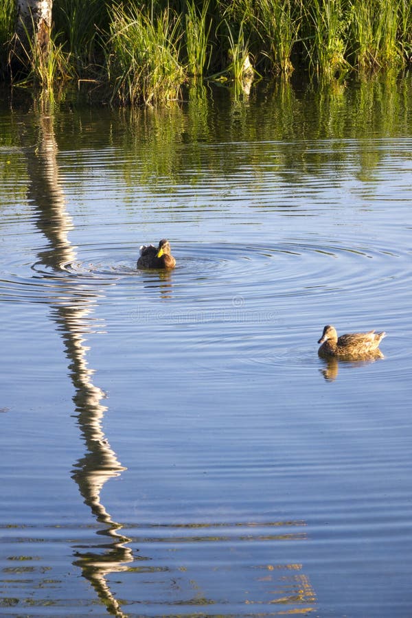 Duck in the Lake in Sunny Day Stock Image - Image of reflection ...