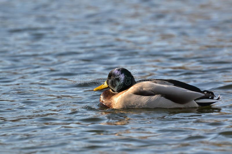 Duck stock image. Image of sunny, family, duck, nature - 81883311