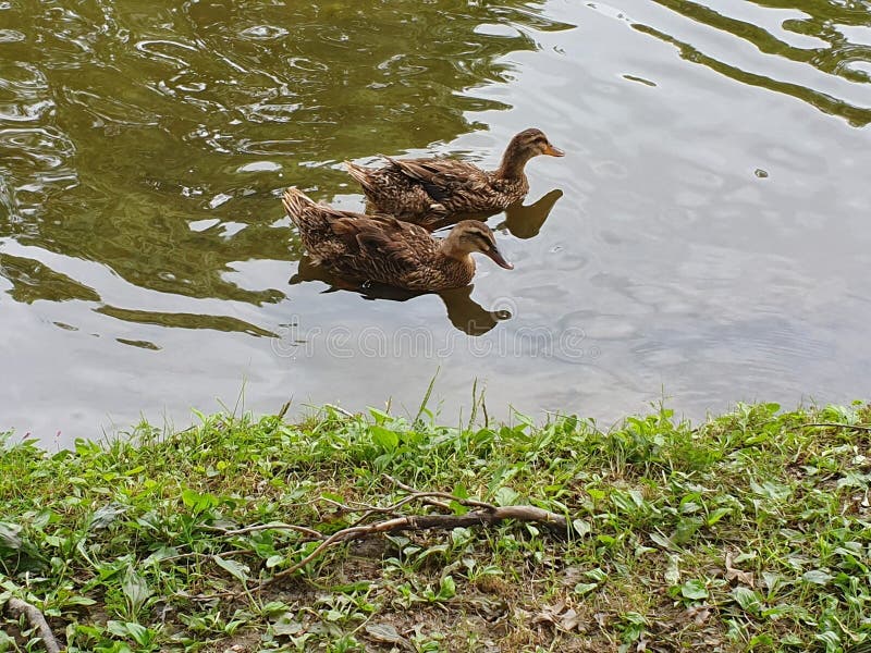 Duck lake water grass pond stock image. Image of lake - 154573273