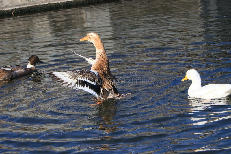 476 Duck Waving Stock Photos - Free & Royalty-Free Stock Photos from ...