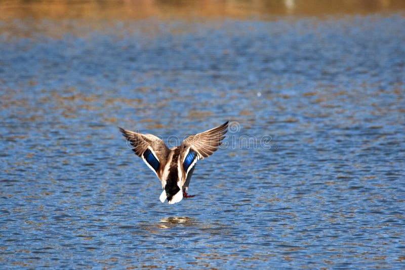 A Duck Lands on the Water in a City Park Stock Image - Image of lake ...