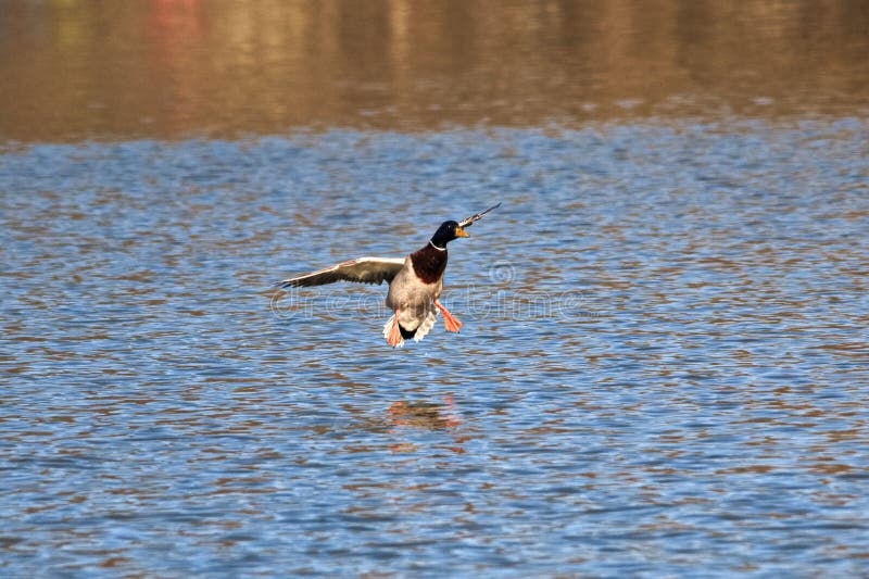 A Duck Lands on the Water in a City Park Stock Photo - Image of water ...