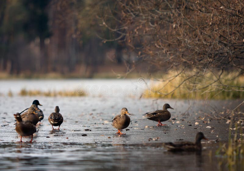 Duck landscape. stock image. Image of mallard, lake, magnificent - 47521931