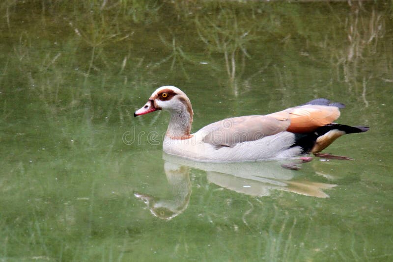 Duck stock image. Image of nature, bird, horizon, fauna - 68910391
