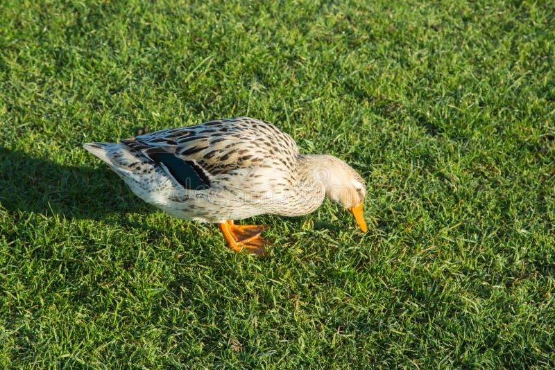 Duck at the lawn stock photo. Image of calm, weather - 63897630