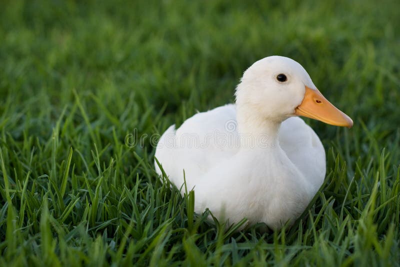 Three ducks in a row stock image. Image of field, bill - 15185669