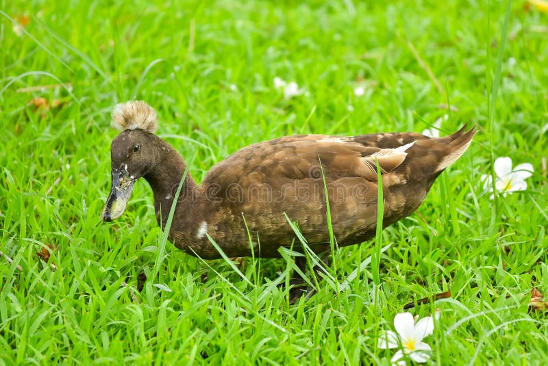 Duck on the lawn stock image. Image of lake, grass, cute - 116758225