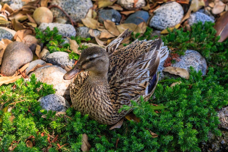 A Duck is Laying on the Ground in a Grassy Area Stock Photo - Image of ...