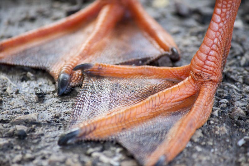 Duck legs stock image. Image of birds, wildlife, legs - 30468107