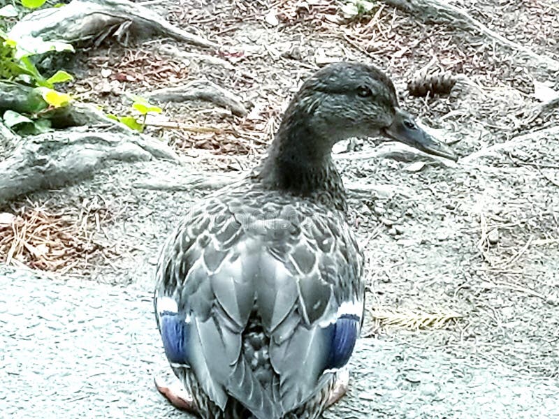 The duck life stock photo. Image of forest, life, duck - 100595154