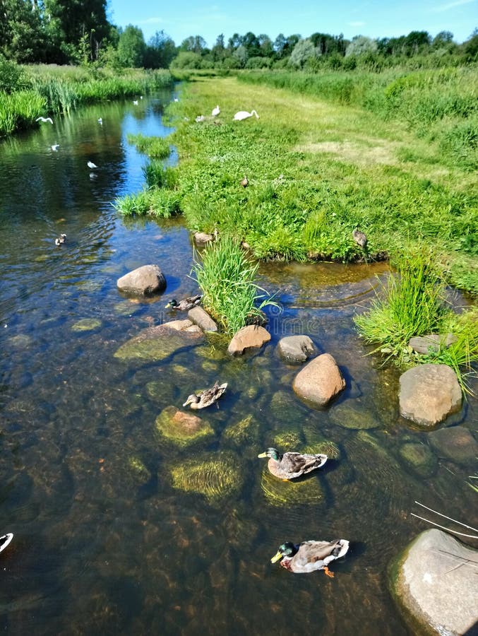 Duck life in the nature stock image. Image of duck, river - 152161895
