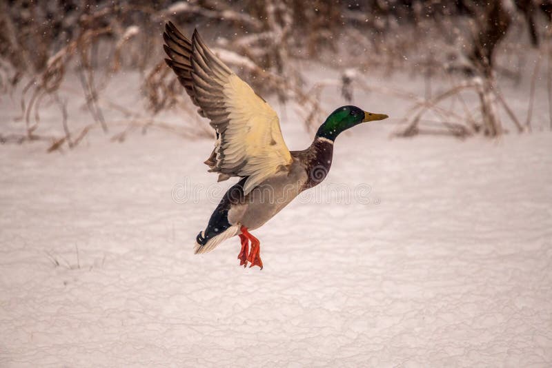 Duck in lift off stock image. Image of mallardin, duck - 266625339