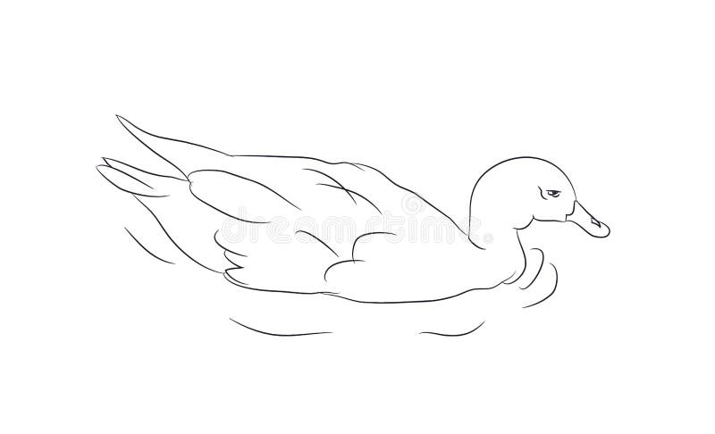 Duck lines. vector, stock vector. Illustration of illustrations - 121768235
