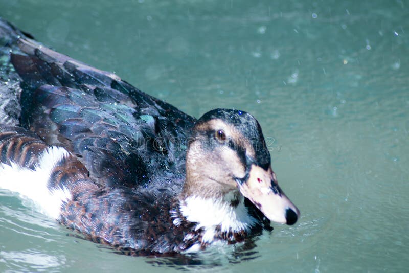 Duck Living in an Artificial City Pond Stock Image - Image of ducks ...