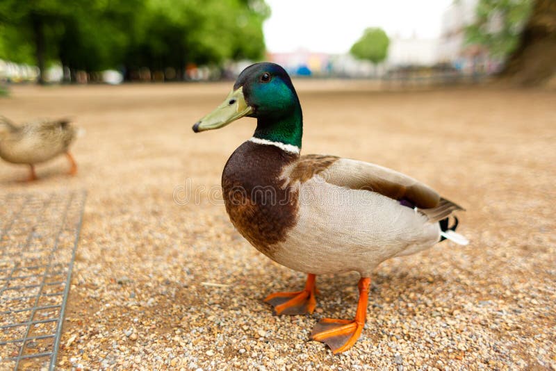 Duck Living in a City Park. Duck Portrait Stock Image - Image of wild ...