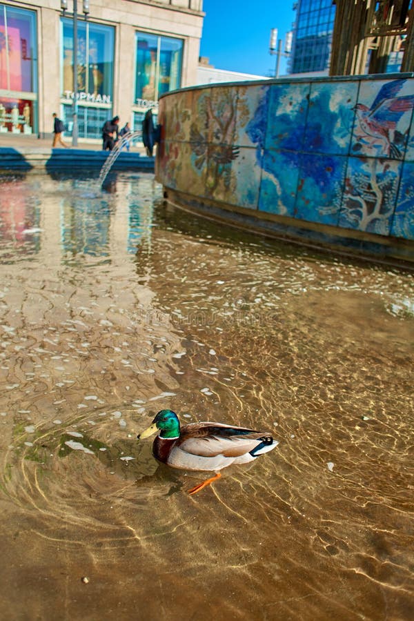 Duck Living in a City Park. Duck Portrait Editorial Photography - Image ...