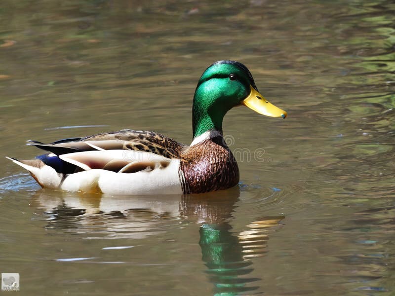 Duck Living Life in Nature - Generated by Ai Stock Illustration ...