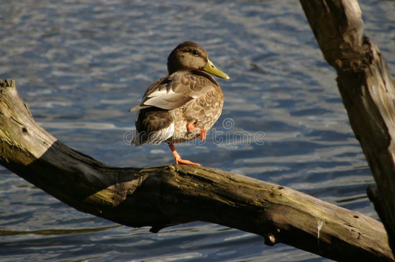 Duck on a log stock photo. Image of wild, isolated, bill - 12240396