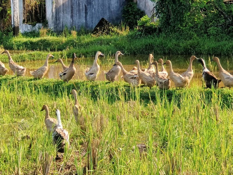 Duck Look for Food Together Stock Photo - Image of together, look ...