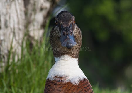 Duck Look - Duck is Looking Directly at the Camera. Stock Image - Image ...