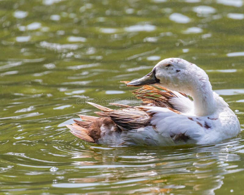 A Duck Looking Back while Swimming Stock Photo - Image of mother ...