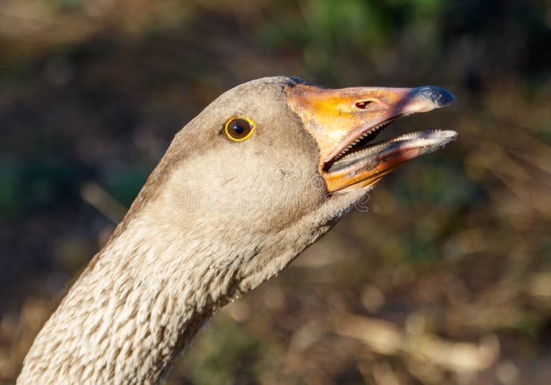A Duck is Looking at the Camera with Its Beak Open Stock Image - Image ...