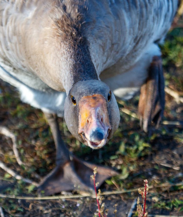 A Duck is Looking at the Camera with Its Beak Open Stock Photo - Image ...