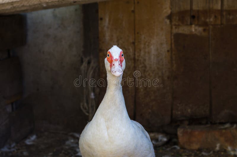 Duck looking at the camera stock photo. Image of wing - 138094856