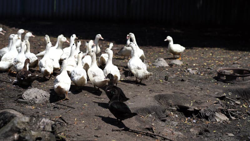 White Ducks Walking in Paddock. Duck Looking for Grains while Walking ...