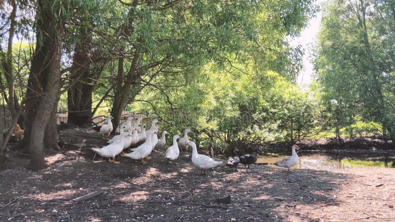 White Ducks Walking in Paddock. Duck Looking for Grains while Walking ...