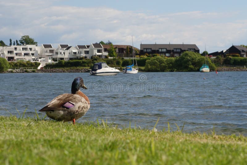 Duck looking his destiny ! stock image. Image of duck - 104097107