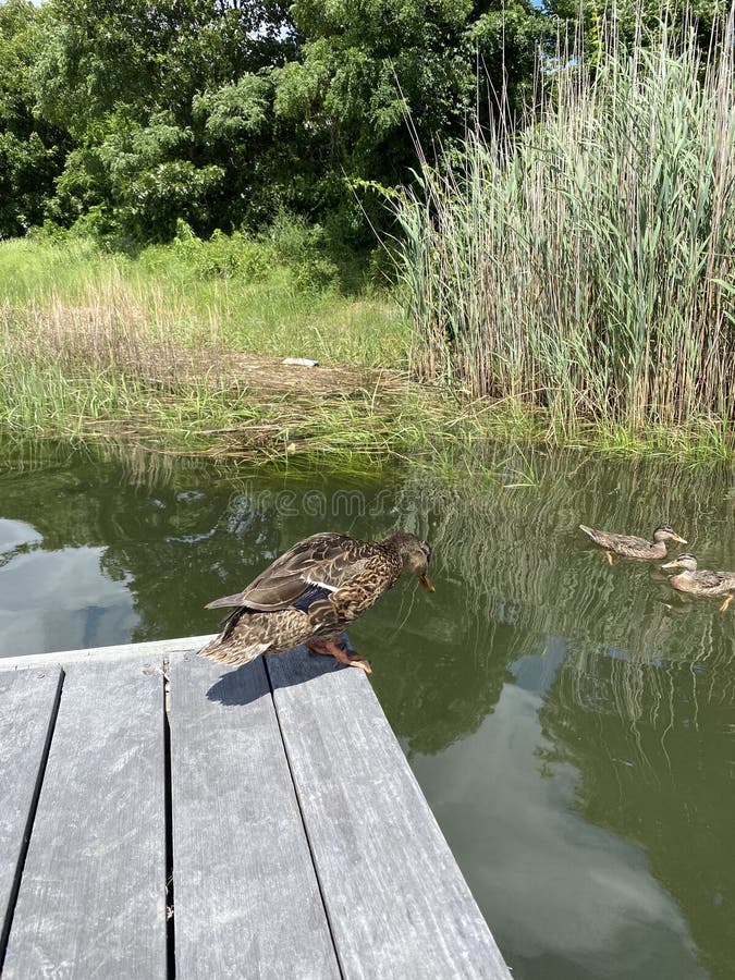 Duck looking at itself stock photo. Image of looking - 190347430