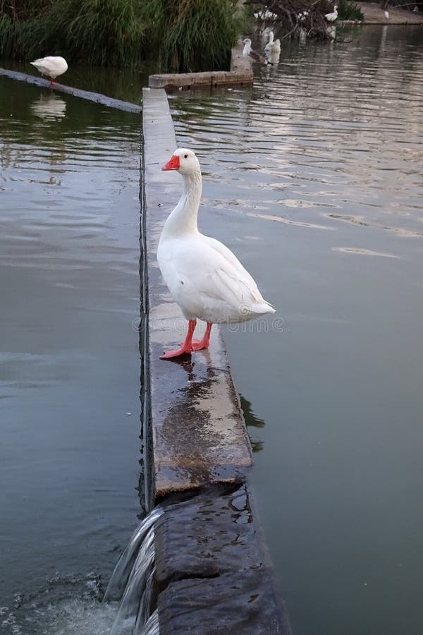 Duck Looking Left Above Water and a Small Waterfall with a Bottom of ...