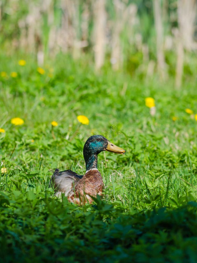 Duck Looking Up in the Grass Stock Image - Image of colors, grass: 94936425