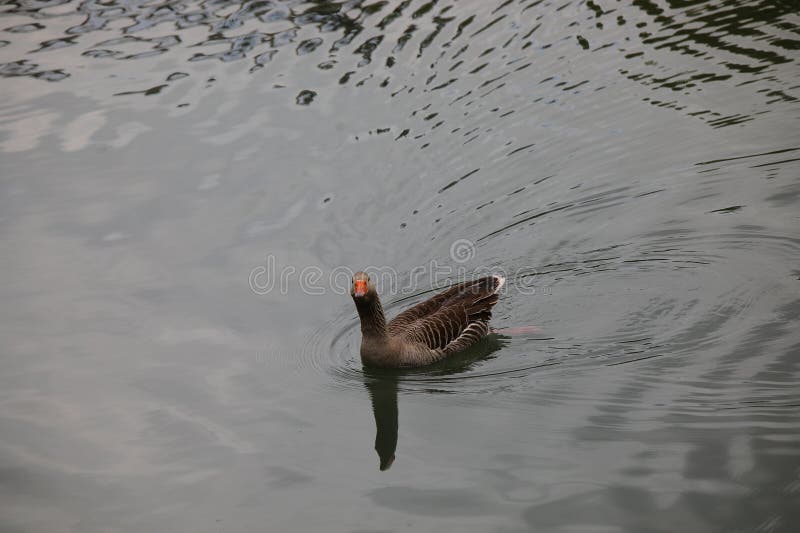Duck Looking Up while Swimming in the Water of the Pond Stock Photo ...